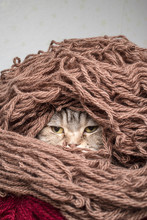 Cat And Yarn Free Stock Photo - Public Domain Pictures