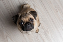 Small Pug Puppy Free Stock Photo - Public Domain Pictures