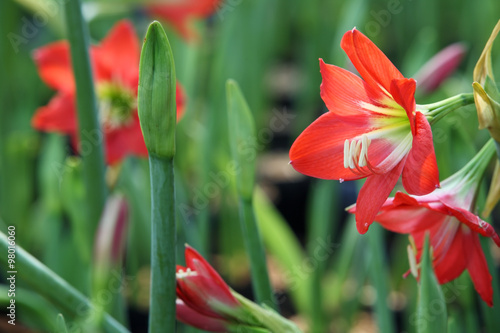 Beautiful Amaryllis Flower Images | Best Flower Site