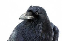 Raven Free Stock Photo - Public Domain Pictures