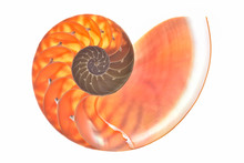 Nautilus Cutaway Shell Free Stock Photo - Public Domain Pictures