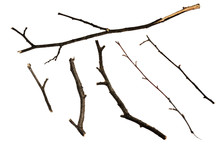 Twigs Free Stock Photo - Public Domain Pictures