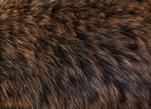Brown Fluffy Animal Fur Texture Free Stock Photo - Public Domain Pictures