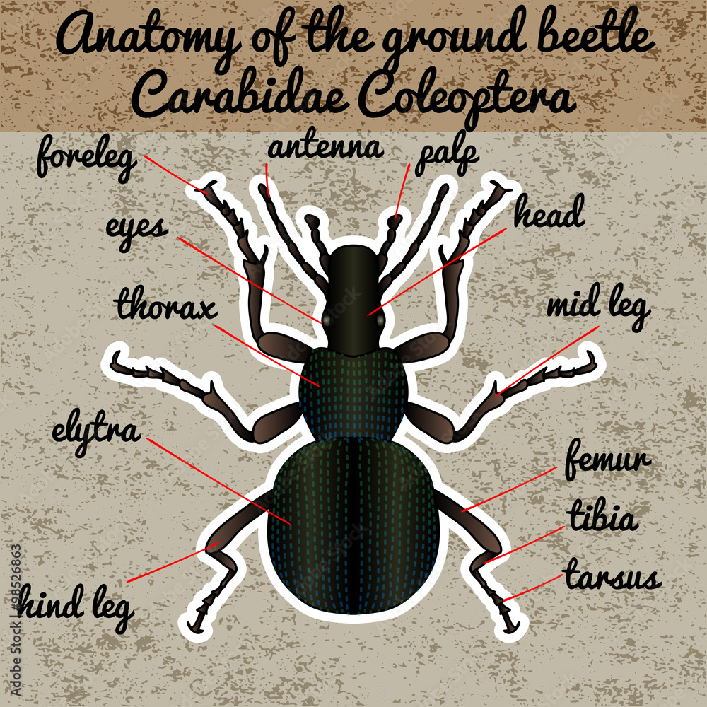 Insect anatomy. Sticker ground beetle bug. Carabidae coleoptera. Sketch ...