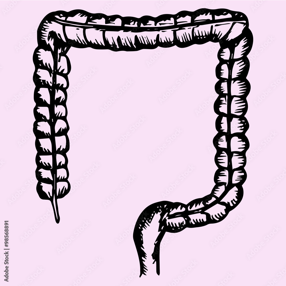 Vector de Stock large intestine, colon, hand drawn, doodle style ...