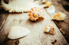 Sea Shells On Wood Background Free Stock Photo - Public Domain Pictures