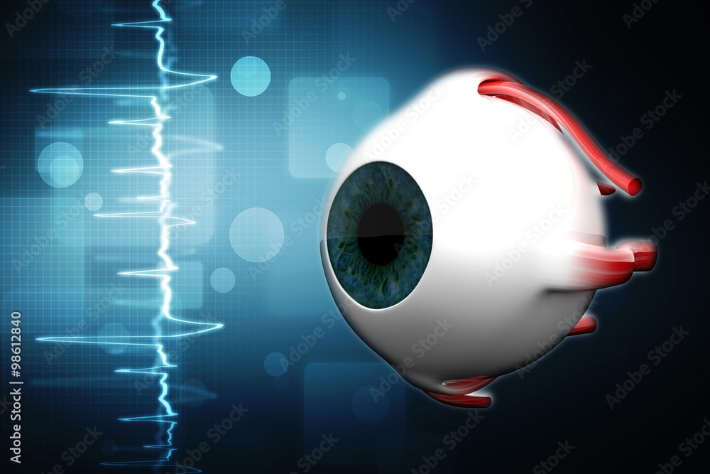 Human Eye Dissection Anatomy Stock Illustration | Adobe Stock