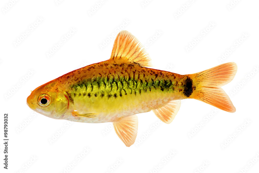 Foto de Stock Gold barb Barbodes semifasciolatus Chinese barb aquarium ...
