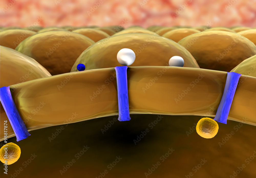 mechanism of action of insulin, glucose, Human Insulin, structure of ...