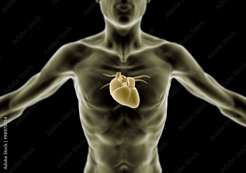 Corpo umano, persona magra, anoressia, cuore e anatomia, radiografia ...