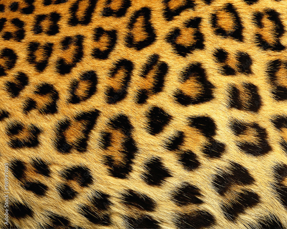 Animal skin texture for concept of nature Stock Photo | Adobe Stock