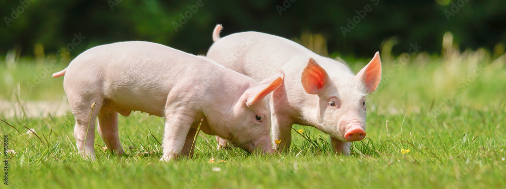 Stock-Foto „Zwei Ferkel auf einer Waldwiese, Bannerformat“ | Adobe Stock
