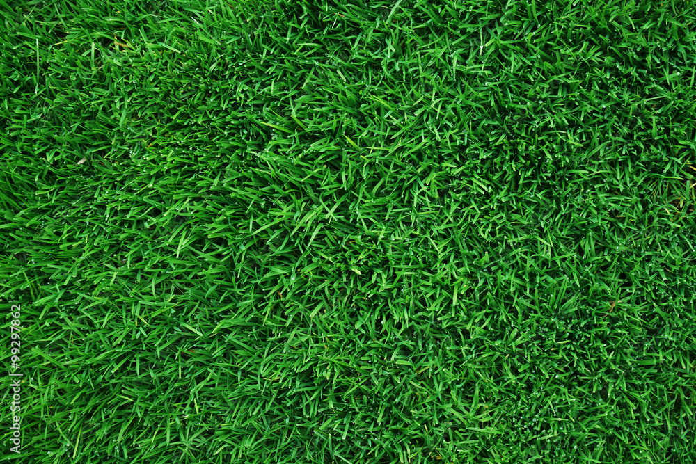 real green grass background Stock Photo | Adobe Stock