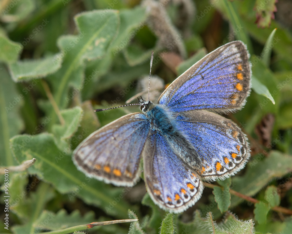 Common blue butterfly (Polyommatus icarus) female. An unusually blue ...