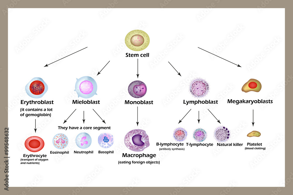 Stem cell. The development of red blood cells, leukocytes, macrophages ...