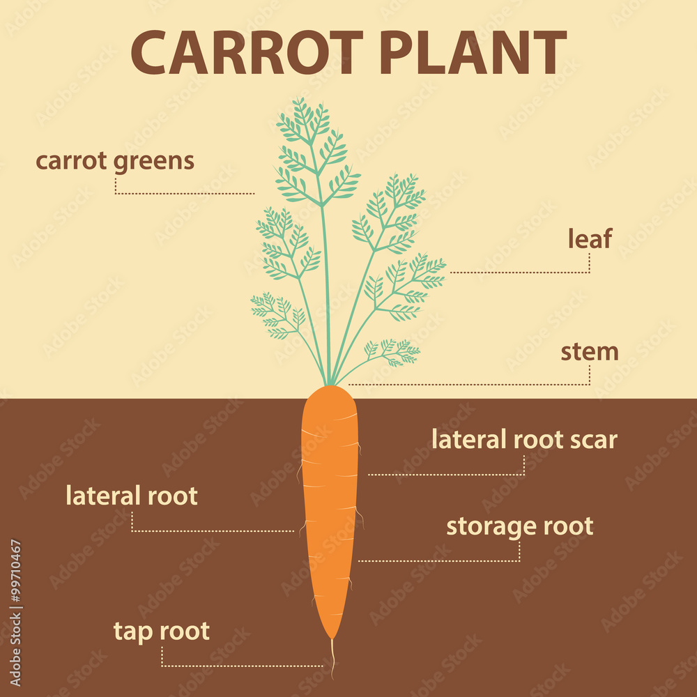 vector diagram showing parts of carrot whole plant - agricultural ...