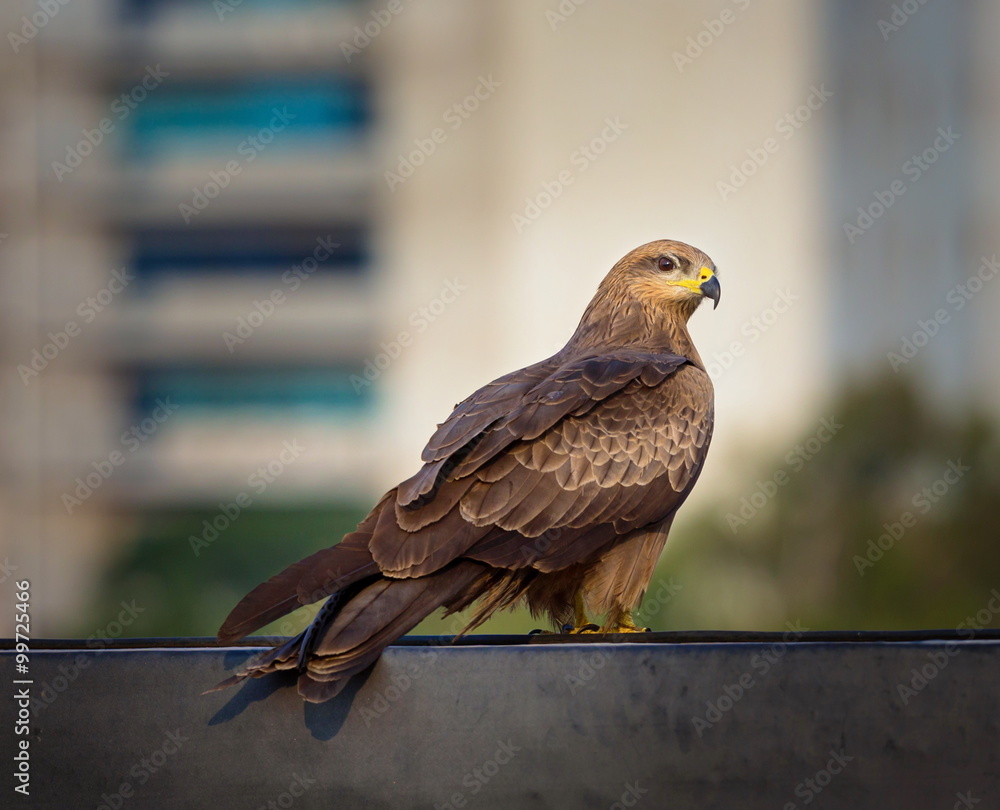 Black Kite perched high on a ledge in Bangalore. These birds are common ...