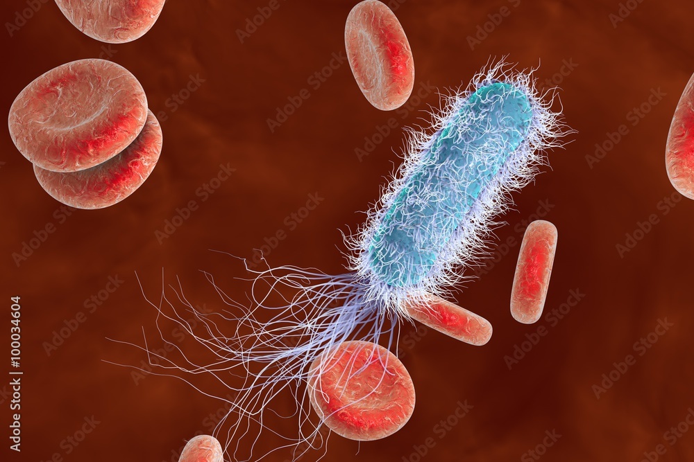 Bacterium Pseudomonas aeruginosa in blood with red blood cells, model ...