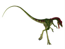 Running Compsognathus Free Stock Photo - Public Domain Pictures