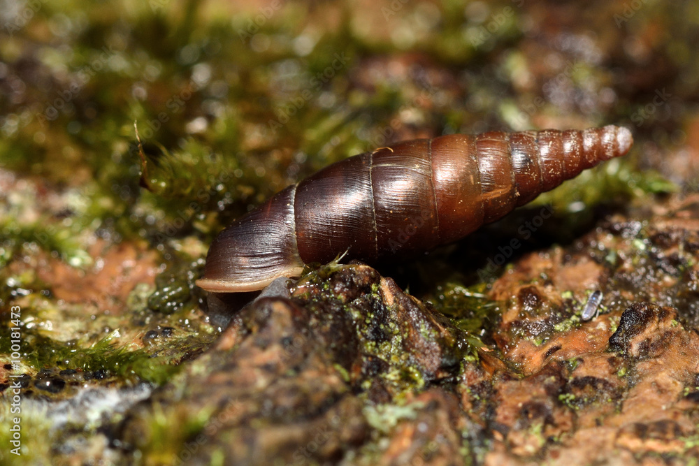 Plaited door snail (Cochlodina laminata). A snail in the family ...