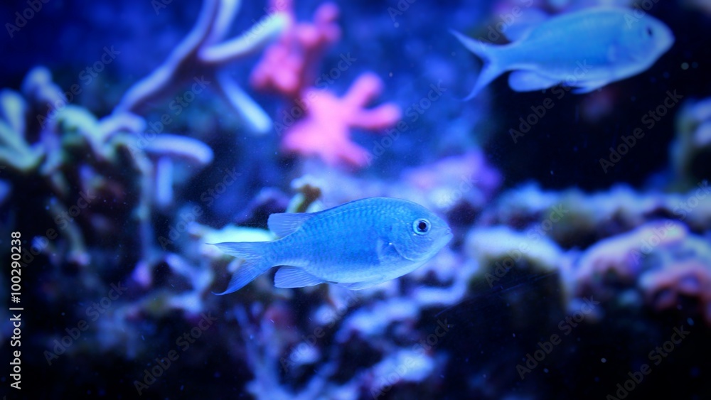 Black Axil Chromis (Chromis atripectoralis) Stock Photo | Adobe Stock