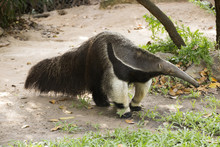 Ant Eater Free Stock Photo - Public Domain Pictures