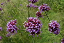 Purple Verbena Flowers Free Stock Photo - Public Domain Pictures