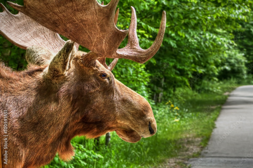 Michigan Moose. Large Bull Moose display at Tahquamenon Falls State ...