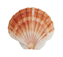 Sea Shell Free Stock Photo - Public Domain Pictures