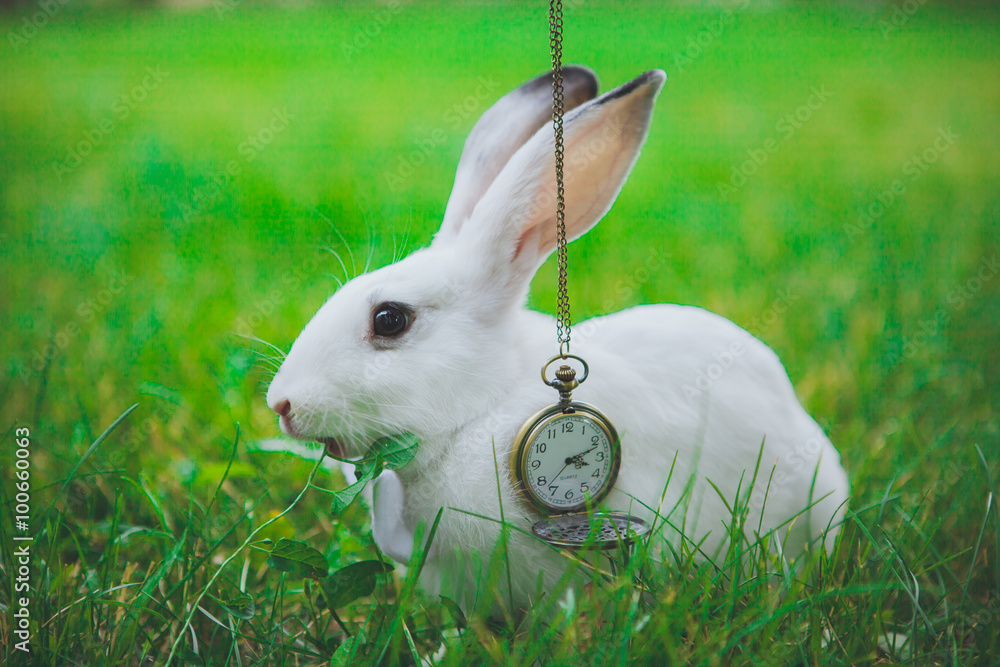 Rabbit with clock Alice in Wonderland Stock Photo | Adobe Stock