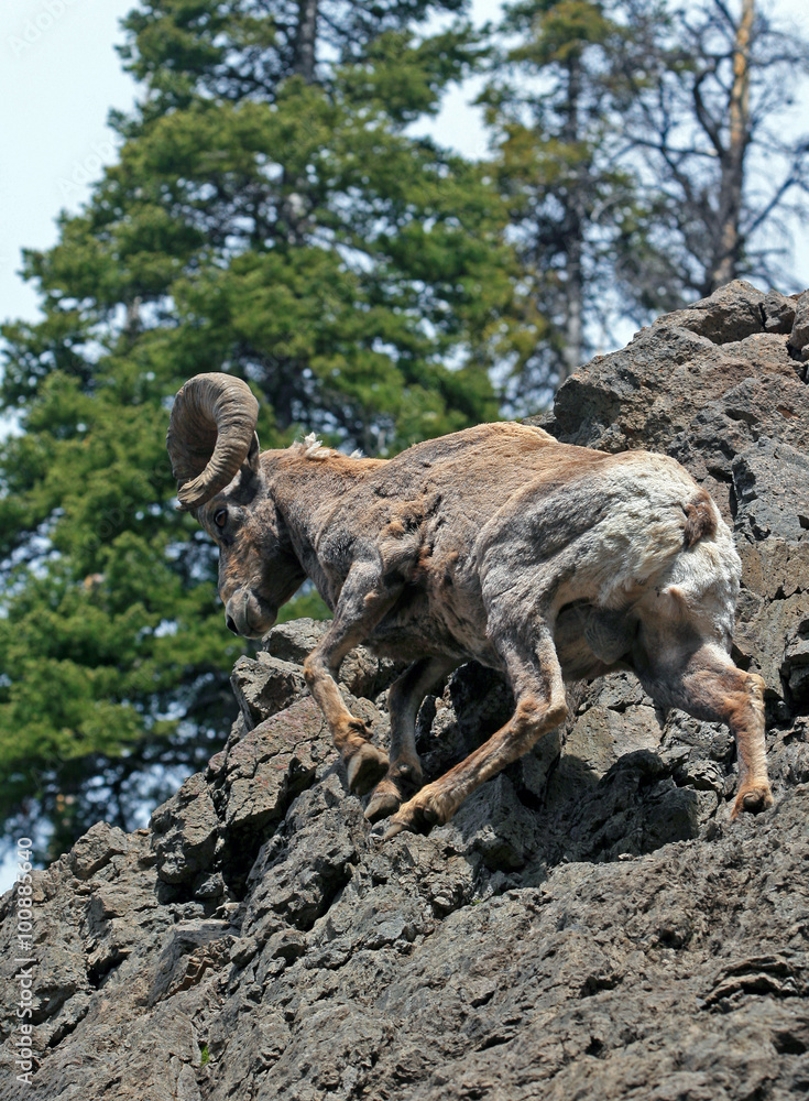 Bighorn Sheep climbing a sheer rockwall in Yellowstone National Park in ...