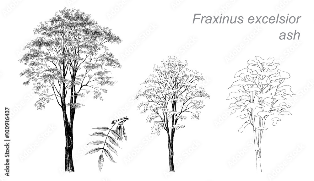vector drawing of ash (Fraxinus excelsior) Stock Vector | Adobe Stock