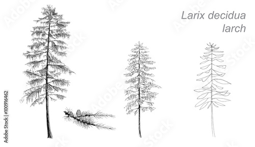 vector drawing of larch (Betula pubescens) with detail Stock Vector ...