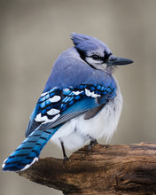 Blue Jay Portrait Free Stock Photo - Public Domain Pictures