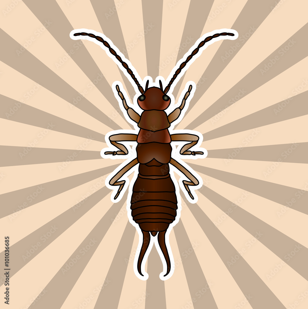 Insect anatomy. Sticker Forficula auricularia. Earwig. Sketch of Earwig ...