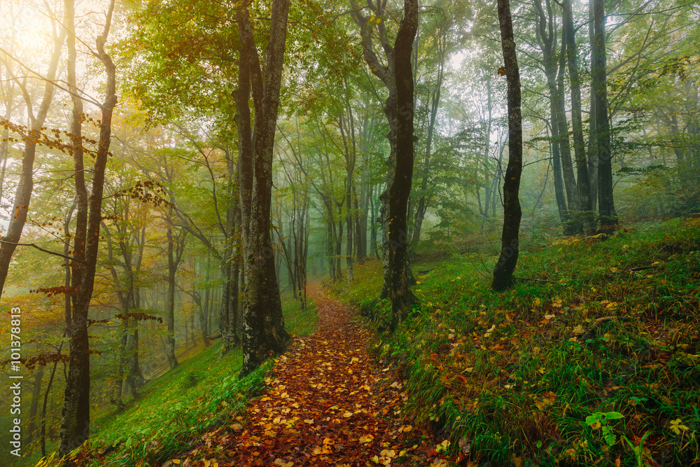 Beautiful colorful forest scene with path in the Croatian Plitvice ...