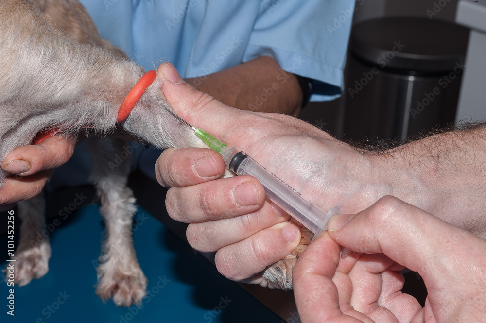 La prise de sang et l’analyse sanguine permettent d’étudier les ...