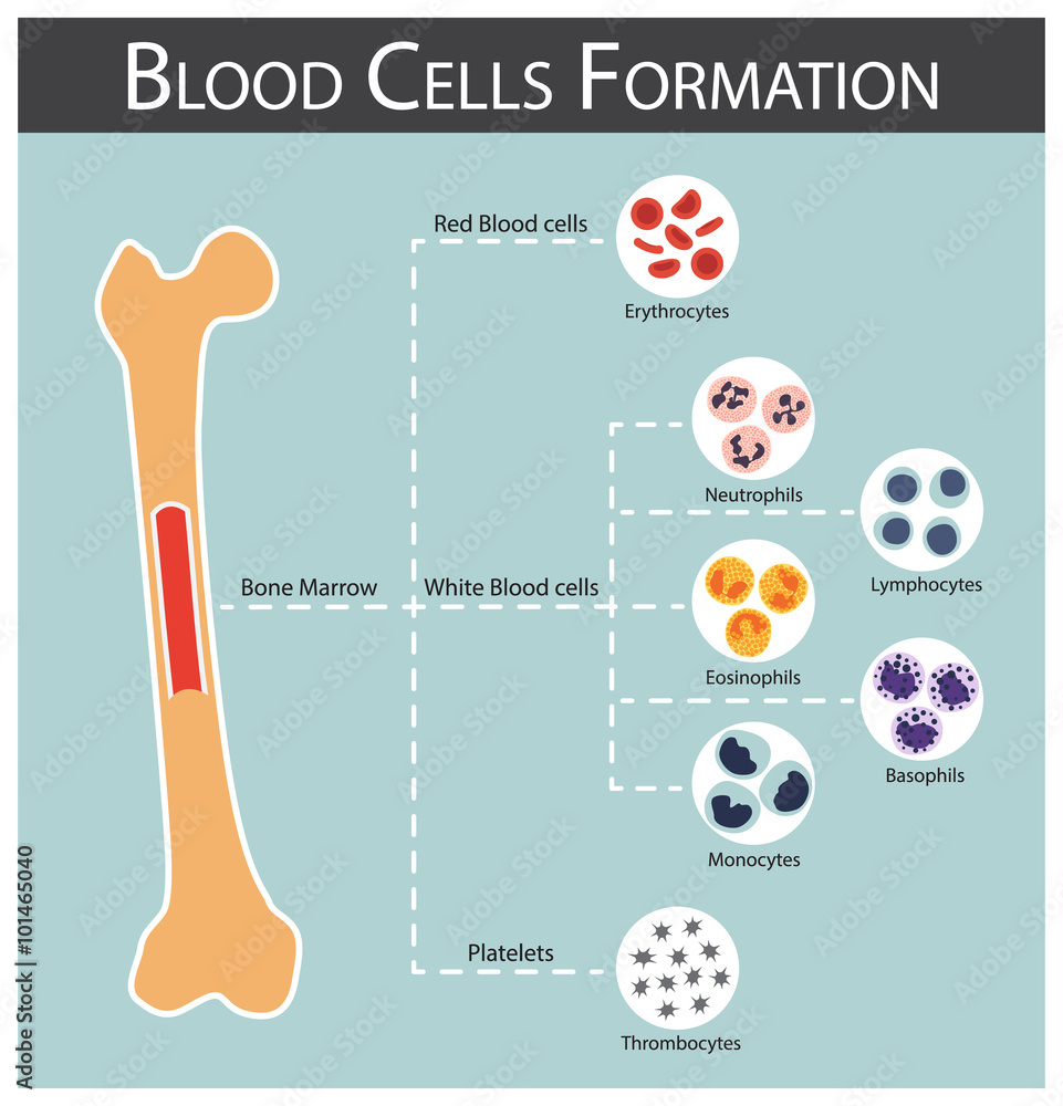 Blood cells Formation ( bone marrow produce blood cells series ...