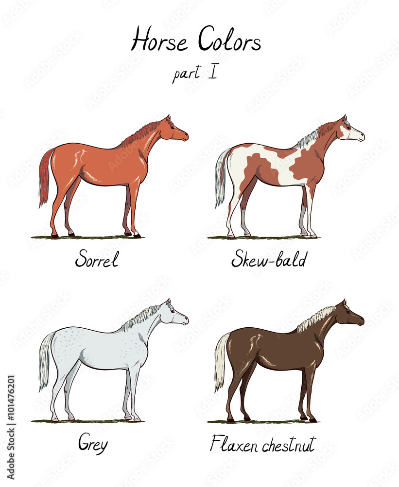 Set of horse color chart on white. Equine coat colors with text ...