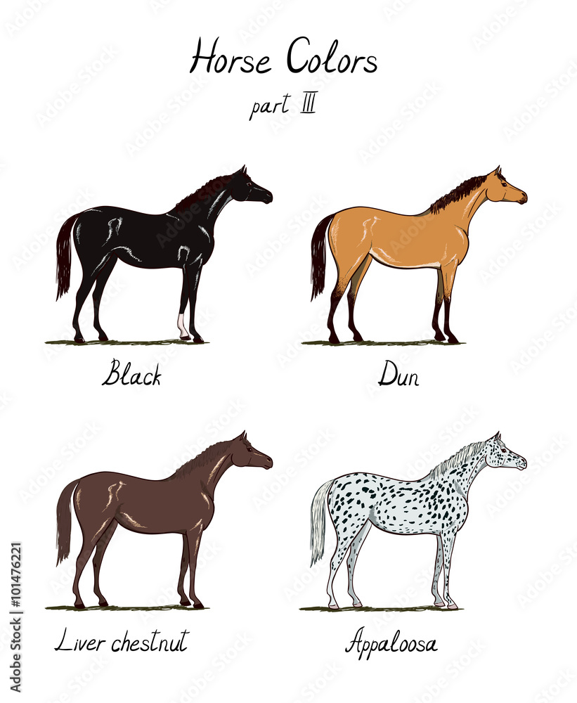 Set of horse color chart on white. Equine coat colors with text ...