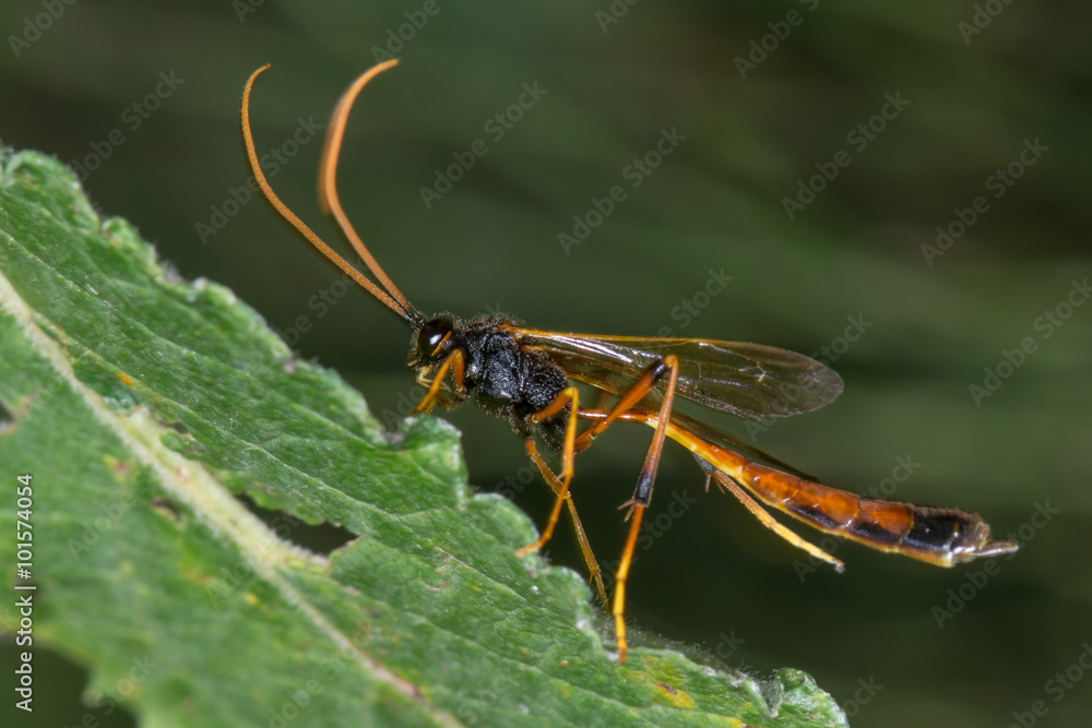 Habrocampulum biguttatum parasitic wasp. An ichneumon wasp in the ...