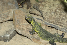 Bell's Dabb Lizard Free Stock Photo - Public Domain Pictures