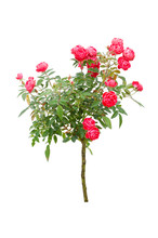 Red And White Miniature Rose Free Stock Photo - Public Domain Pictures