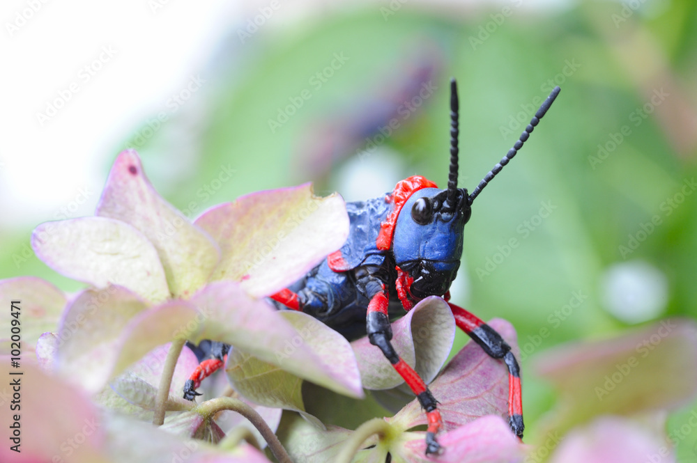 Foam Grasshopper. Pyrgomorphidae. The bright colours are warning to ...
