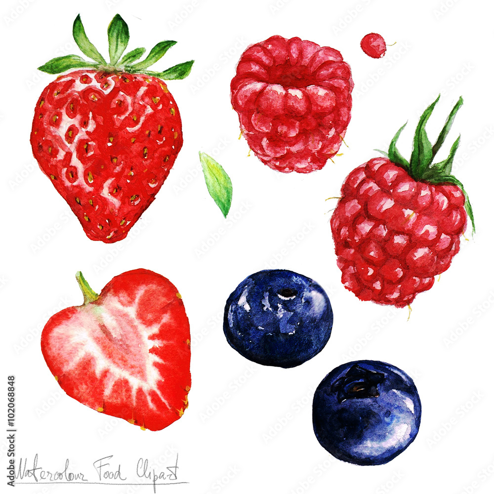 Watercolor Food Clipart - Berries Stock Illustration | Adobe Stock
