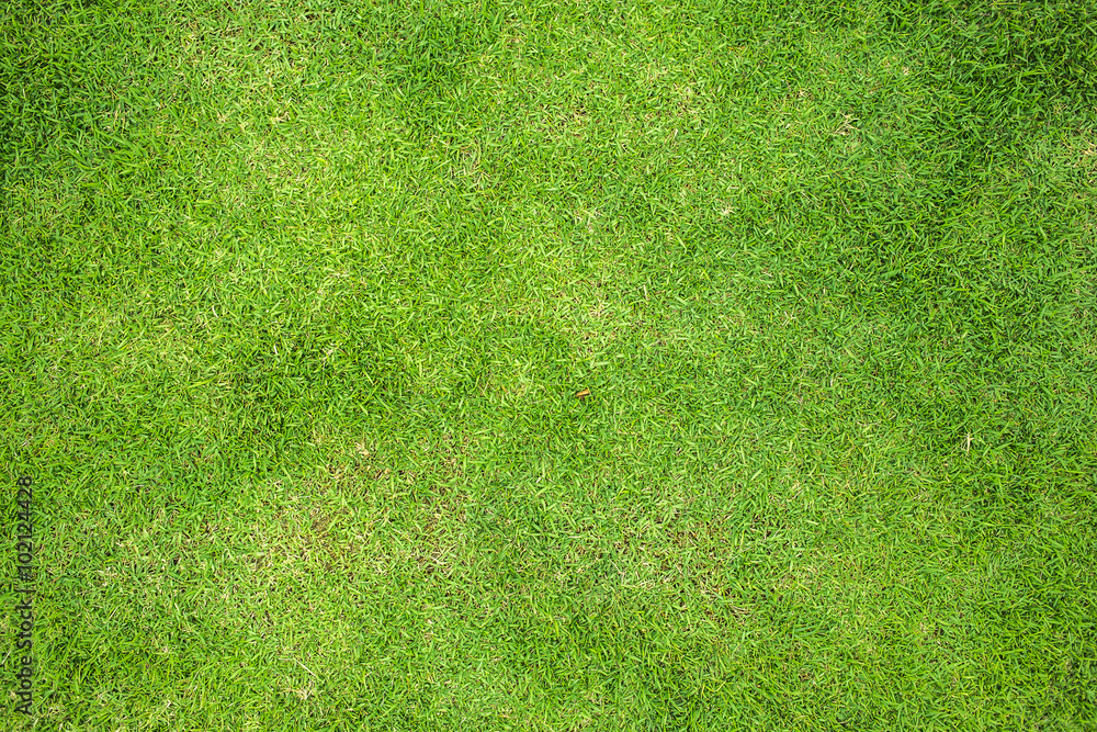 Grass Field Texture