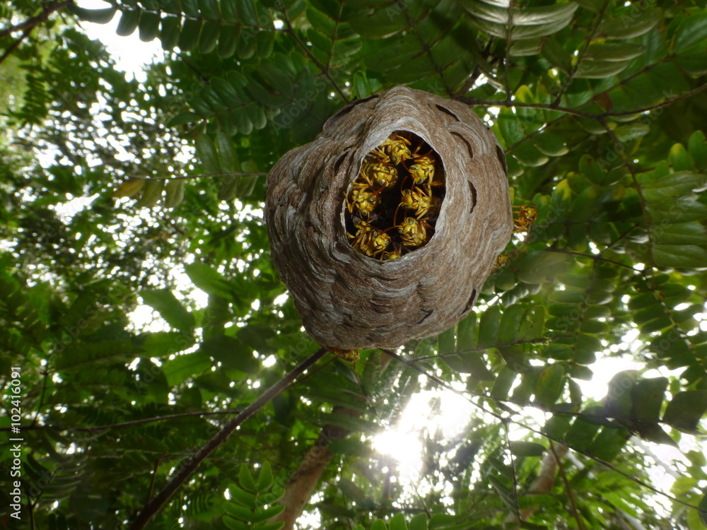 Wasp nest in the Amazon rainforest, Brazil Stock Photo | Adobe Stock