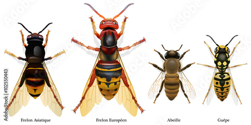 INSECTES Frelon Guêpe Abeille - Acheter ce vecteur libre de droit et ...