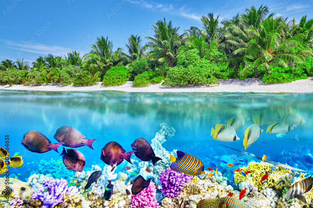 Tropical island and the underwater world in the Maldives. Thoddo Stock ...