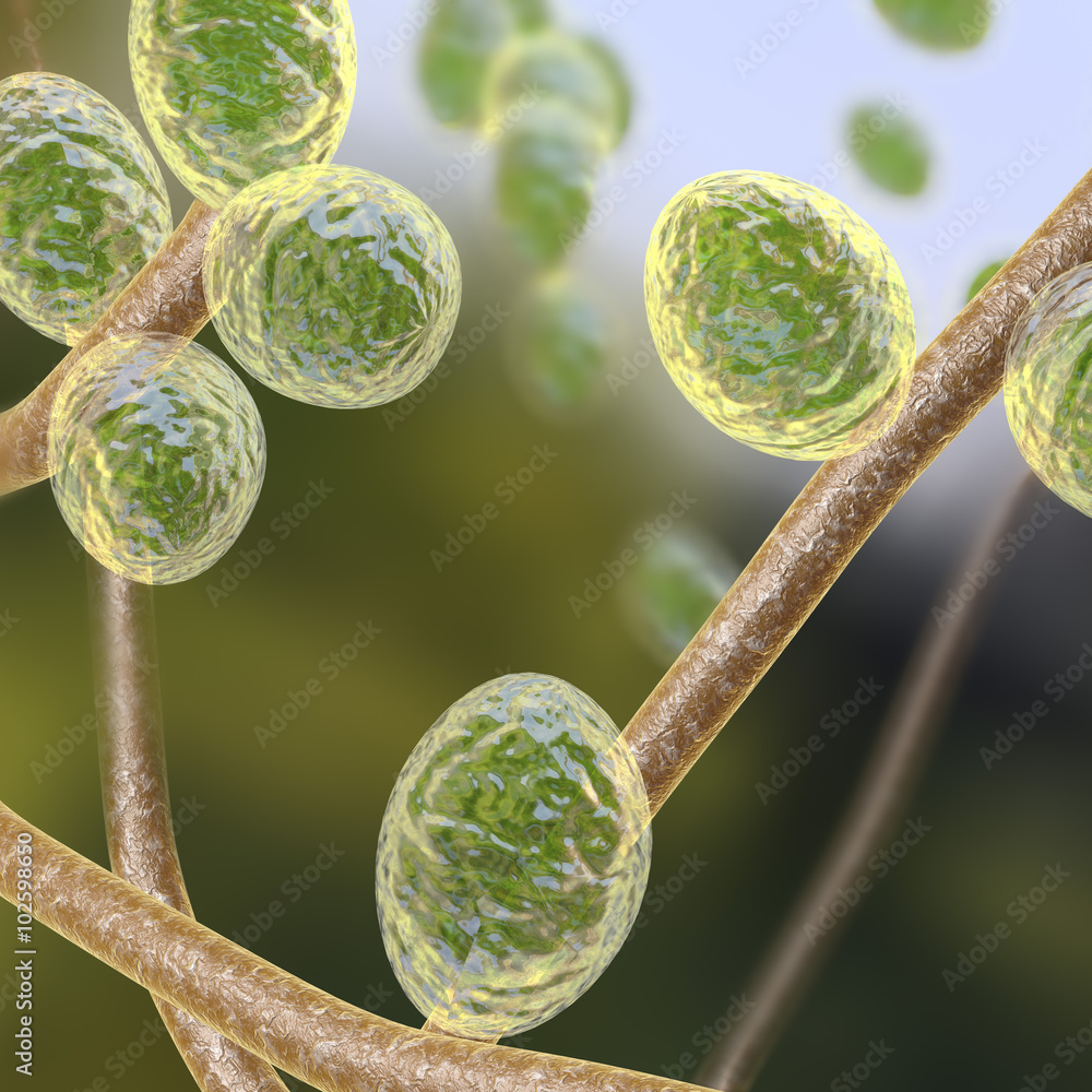 Microscopic illustration of fungi Trichophyton which cause tinea ...